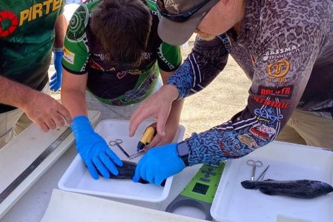 Integrating citizen scientists into fish tagging programs in the Murray ...